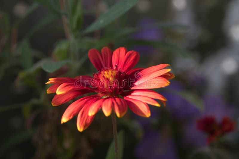 Red Summer Flower with Insect on Itself Stock Photo - Image of plant ...