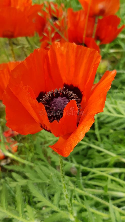 Red summer flower stock photo. Image of flower, plant - 151084392