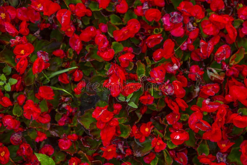 Red summer flowers texture stock photo. Image of botany - 164374550