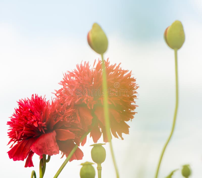 Red Summer Garden Flowers at Sky Background Stock Image - Image of ...