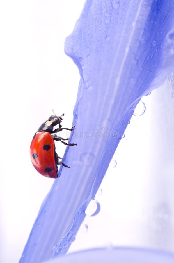 Red summer ladybug stock image. Image of meadow, camomile - 8782797