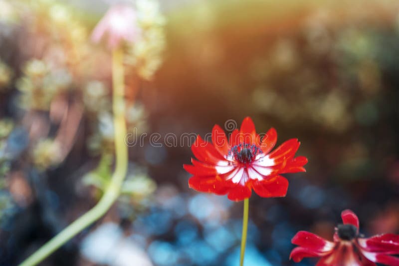 Red Summer Pheasant S Eye Flower in Sunlight. Adonis Aestivalis Stock ...