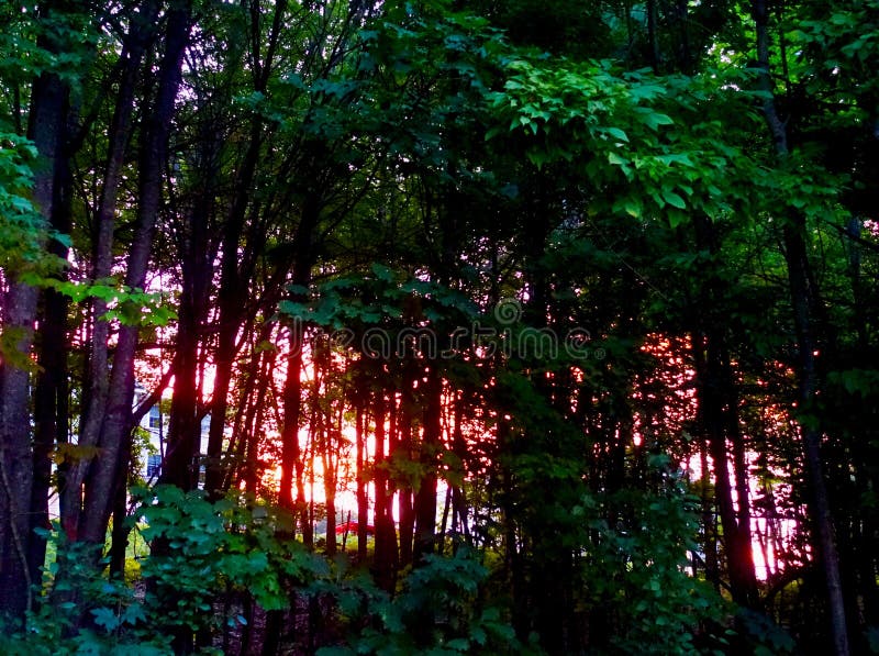 Red Sun Rising Over a Hill in a Forest in Summer Stock Photo - Image of ...