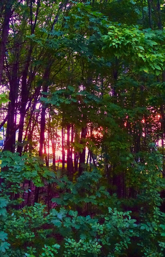 Red Sun Rising Over a Hill in a Forest in Summer Stock Image - Image of ...