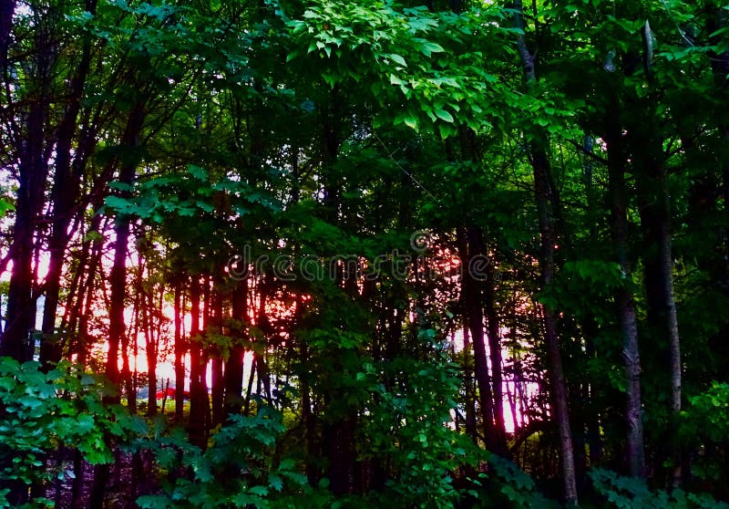 Red Sun Rising Over a Hill in a Forest in Summer Stock Image - Image of ...