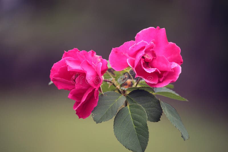 Floating Roses stock image. Image of roses, flowers, floating - 99024887