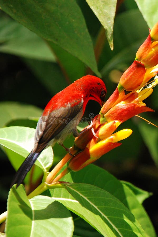 Hummingbird Feeding on a Red Buckeye Stock Image - Image of gardening ...