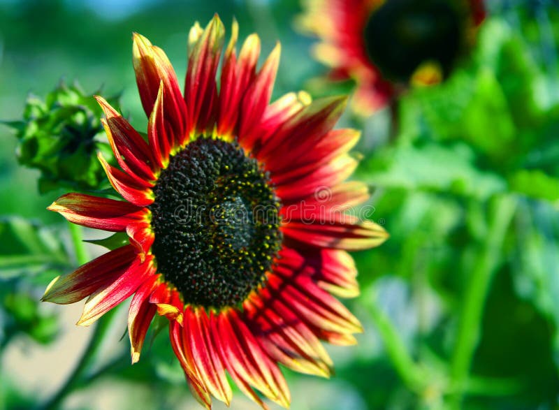 Red Sunflower stock image. Image of sunflower, seeds, garden - 5138103