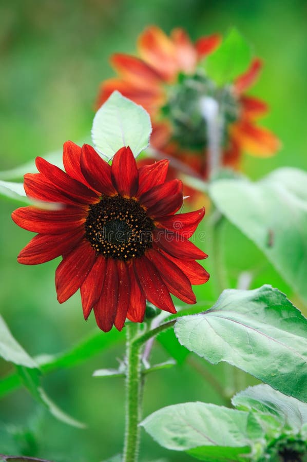 Red sunflower stock image. Image of leaves, sunflower - 6371005
