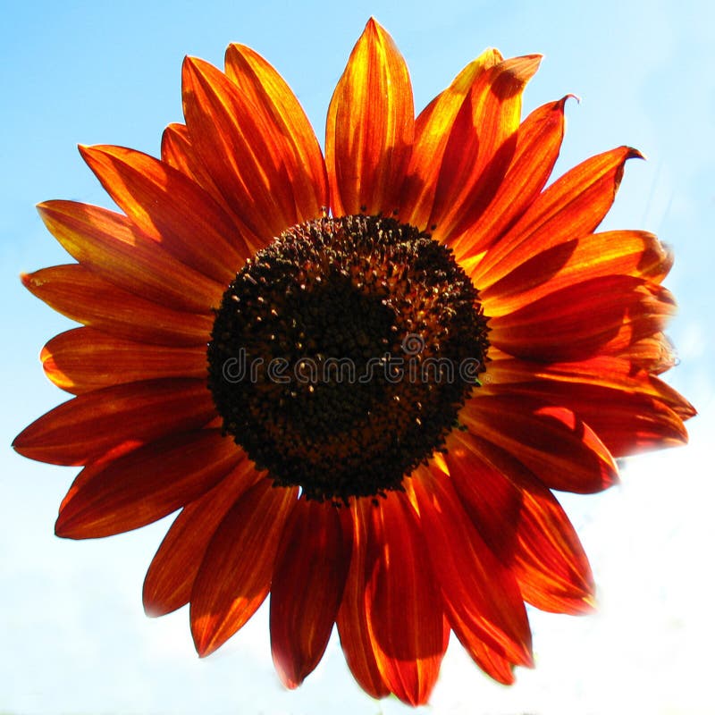 Red Sunflower Picture. Image: 86245434