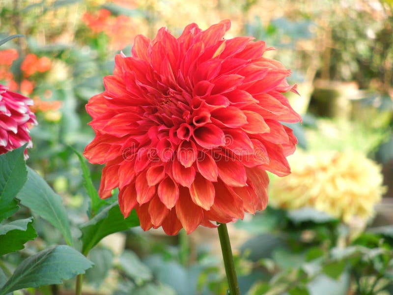Red dalia flower stock photo. Image of garden, bengal - 83954614