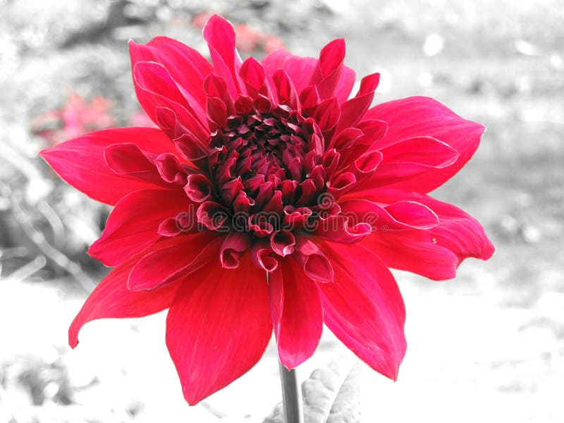 Red dalia flower stock photo. Image of winter, dalia - 83942832