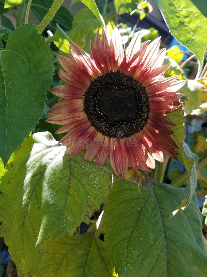 Red Sunflower stock image. Image of color, sunflower - 100520751