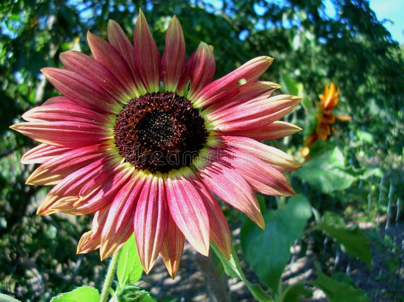 Red Sunflower, Greenery Background Stock Image - Image of greenery ...