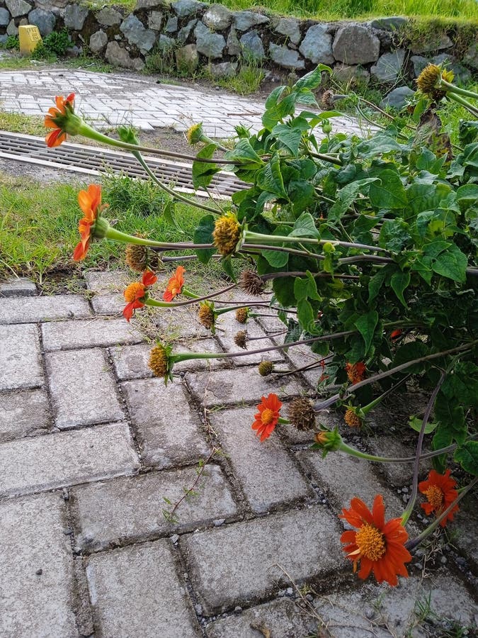 Red Sunflower Tree Fallen on the Yard Stock Photo - Image of garden ...