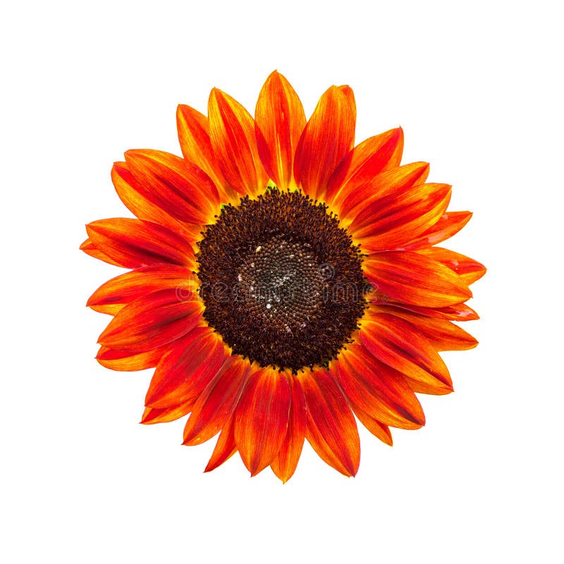 Red Sunflower on White Background Stock Photo - Image of background ...