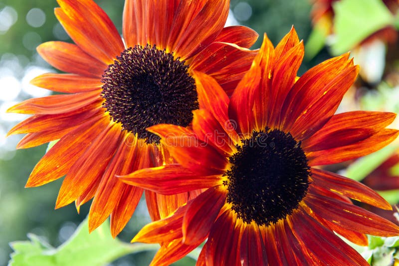 Red sunflowers stock image. Image of green, harvest, orange - 15747501