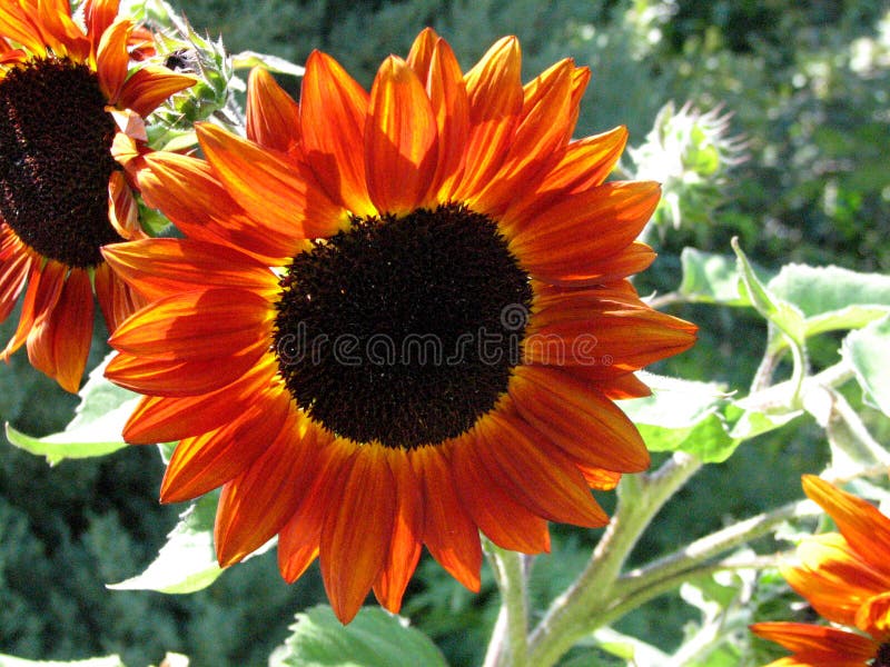Red Sunflowers in Bloom in a Garden Stock Image - Image of blooming ...