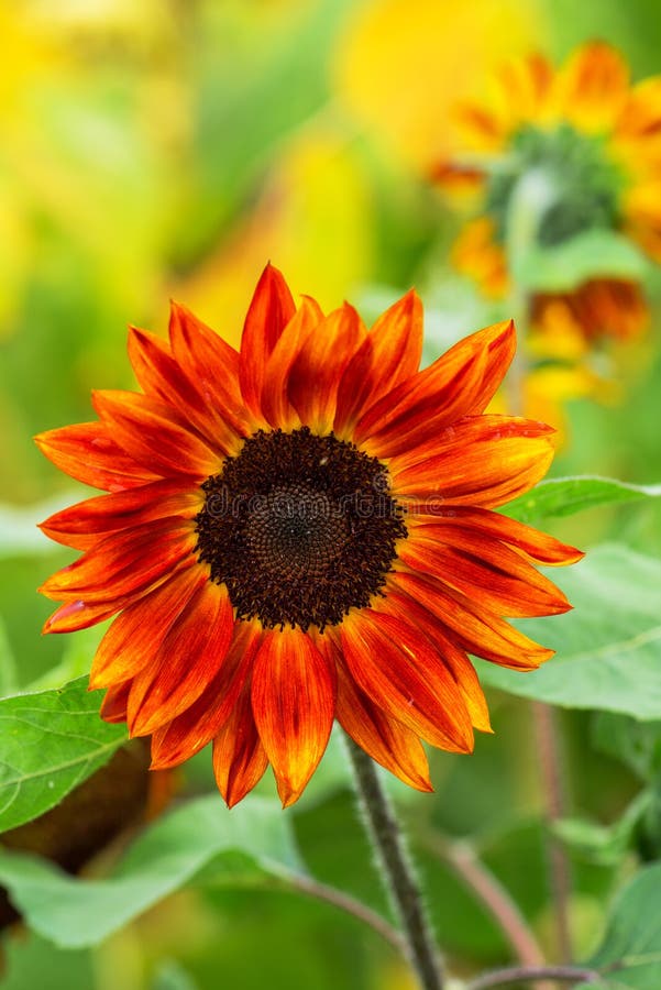 11,670 Red Sunflowers Stock Photos - Free & Royalty-Free Stock Photos ...