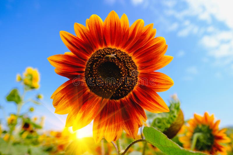 Red Sunflowers Field with Blue Sky. Stock Image - Image of green, malee ...