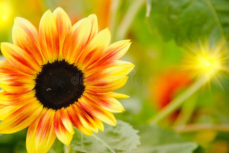Red Sunflowers Field with Sun Rise Flare Effect. Stock Photo - Image of ...