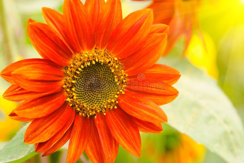 Red Sunflowers Field with Sun Rise Flare Effect. Stock Photo - Image of ...