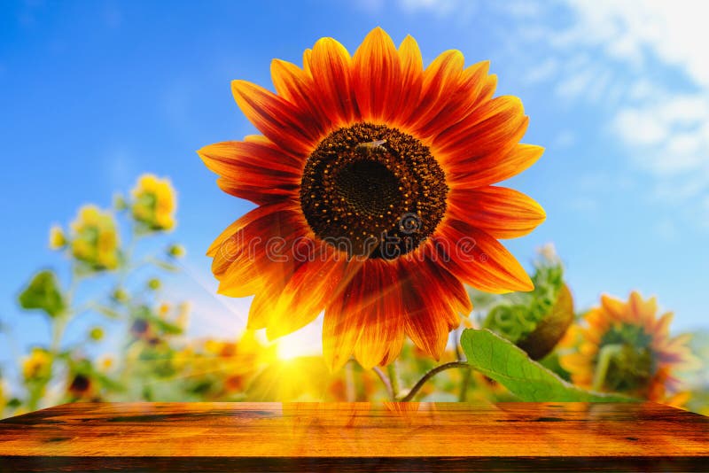 Red Sunflowers Field with Sun Rise Flare Effect. Stock Photo - Image of ...
