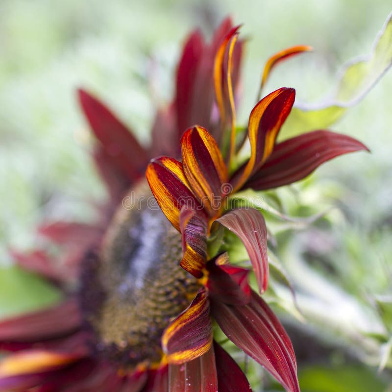 Red Sunflowers (helianthus Annus) in a Field Stock Image - Image of ...