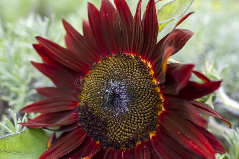 Red Sunflowers (helianthus Annus) in a Field Stock Image - Image of ...