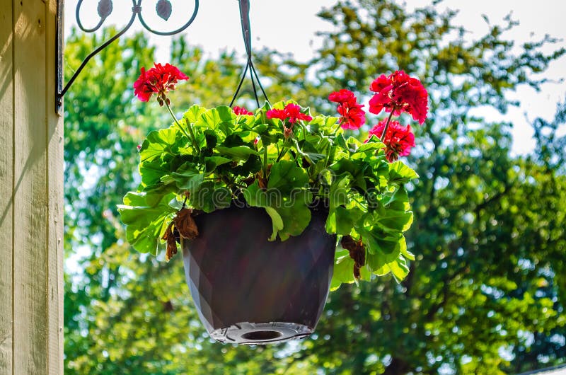 Red Sunlit Flowering Hanging Plant Stock Photos - Free & Royalty-Free ...