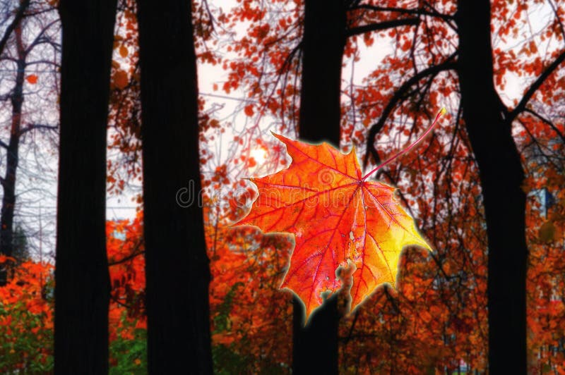 Red sunny maple leaves stock photo. Image of blur, orange - 194528328