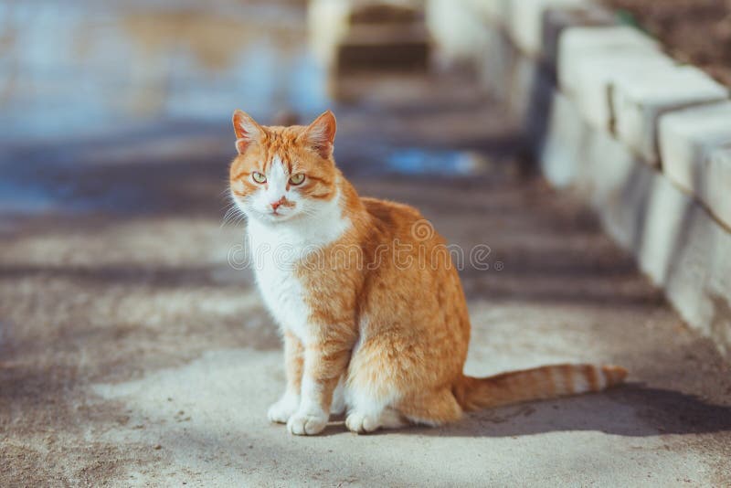 Red sunny spring cat stock image. Image of road, eyes - 143885713