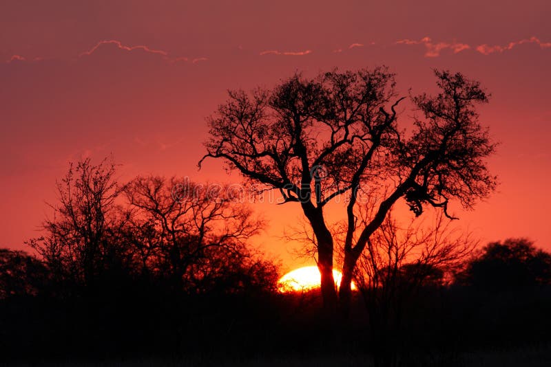 Boab Sunset stock photo. Image of australia, kimberley - 33989028