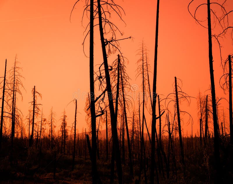 Red Sunset Forest Fire Damage Stock Photo - Image of heat, global: 60302970