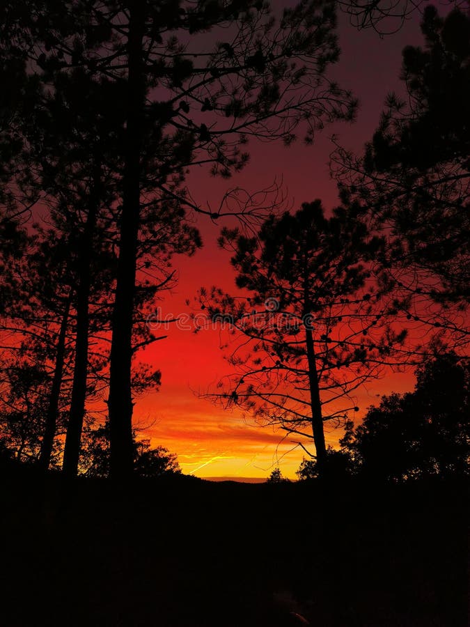 Red sunset in forest stock photo. Image of view, color - 165397674