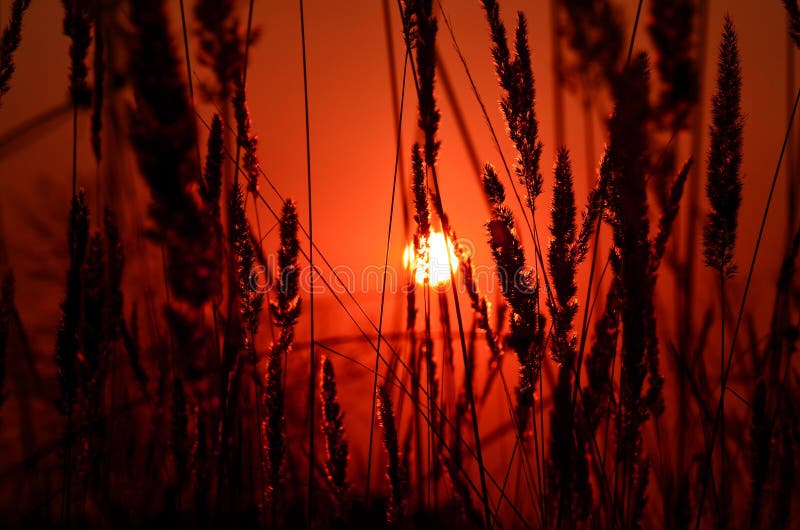 Red sunset stock image. Image of landscape, grass, redcolor - 65768761