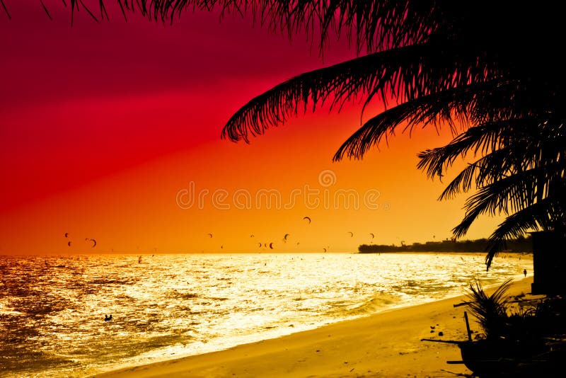 Hammock at Sunset in Paradise Stock Photo - Image of relaxation, shore ...