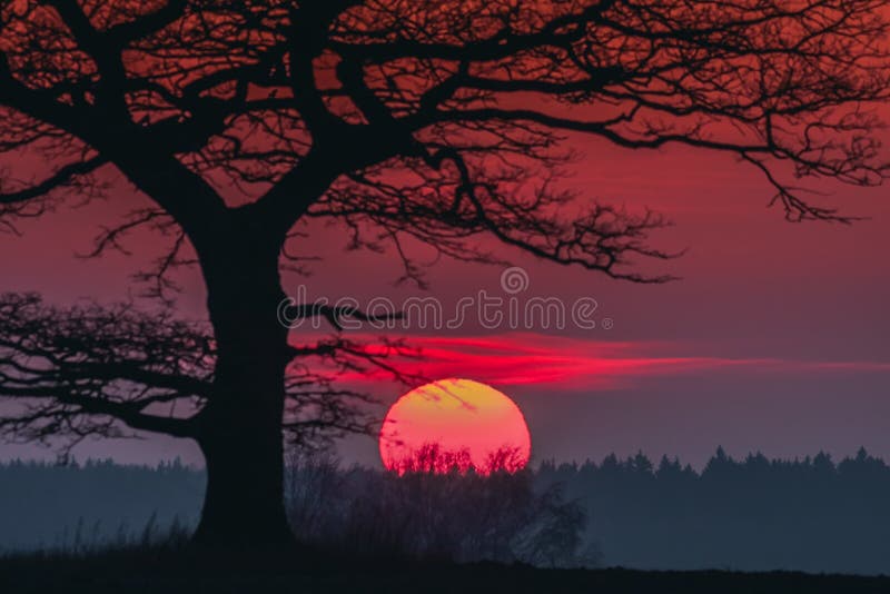 Red Sunset with the Oak Tree in the Foreground Stock Photo - Image of ...
