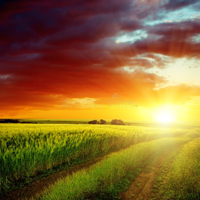 Field and Dirt Road To Sunset Stock Image - Image of rural, sunlight ...
