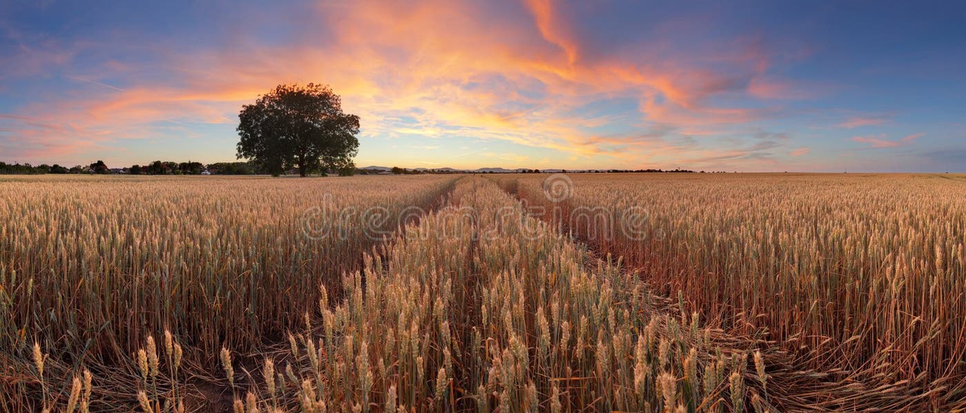 8,921 Sunset Over Wheat Field Stock Photos - Free & Royalty-Free Stock ...