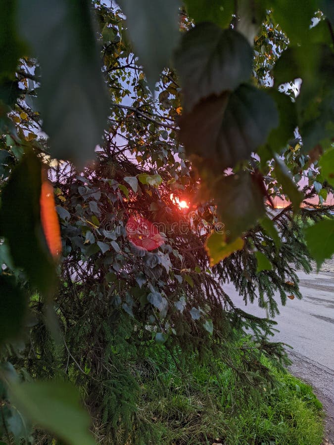Red Sunset through Tree Branches in Summer Stock Image - Image of relax ...
