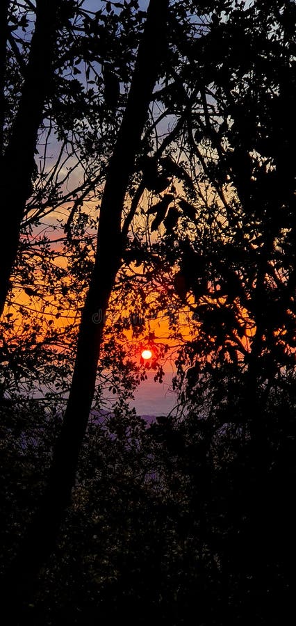 Red sunset in the tree stock photo. Image of tree, moments - 217703422