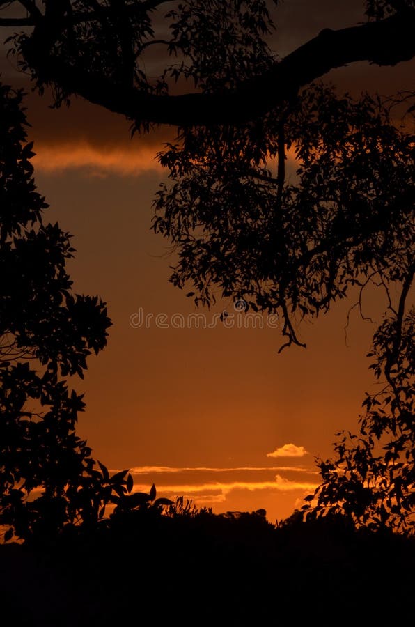 Red Sunset through Trees Evening, Australia Stock Image - Image of ...
