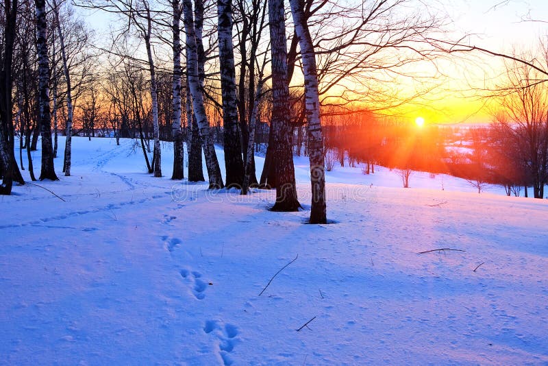 Red Sunset in a Winter Forest Stock Photo - Image of sunset, sunlight ...