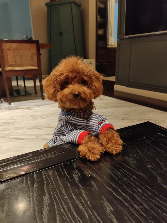 Super Tiny Poodle Stock Photos - Free & Royalty-Free Stock Photos from ...