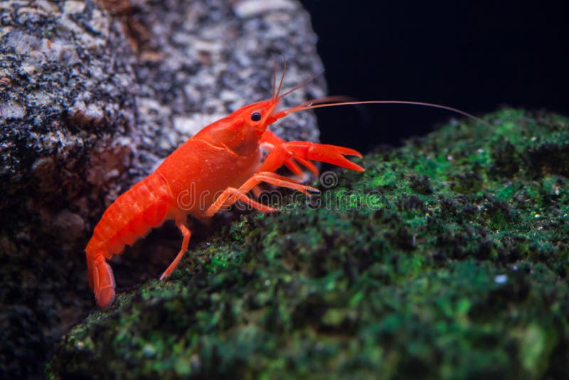 Red swamp crawfish stock image. Image of aquaculture - 43185745
