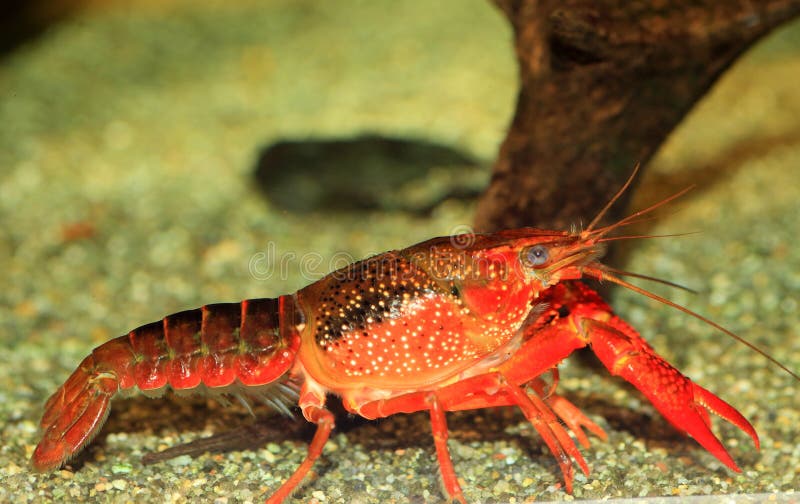 Red swamp crawfish stock image. Image of aquaculture - 43185745