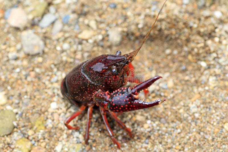 Red swamp crawfish stock image. Image of aquaculture - 43185745