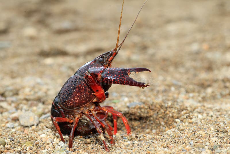 Red swamp crawfish stock image. Image of aquaculture - 43185745
