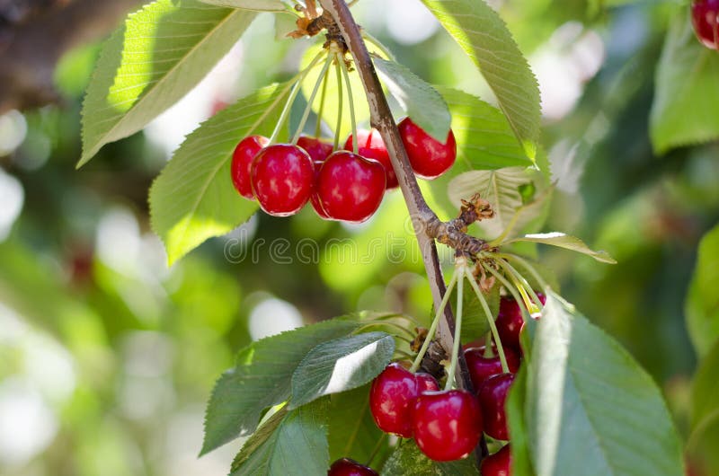 Red Sweet Cherries on the Branch Stock Image - Image of food, israel ...